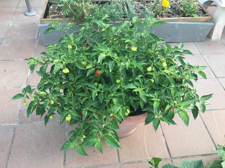 🌶️ Cultivo Chile Habanero, mi planta con más de 5 años ⋆ Cultivar mi Huerto