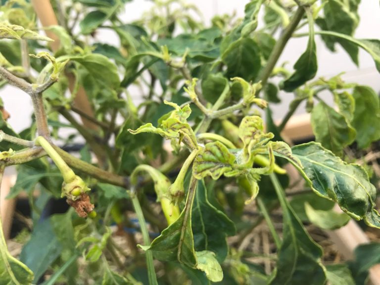 ¿Qué es el ácaro blanco? Cómo tratarlo en nuestras plantas de chiles y ...