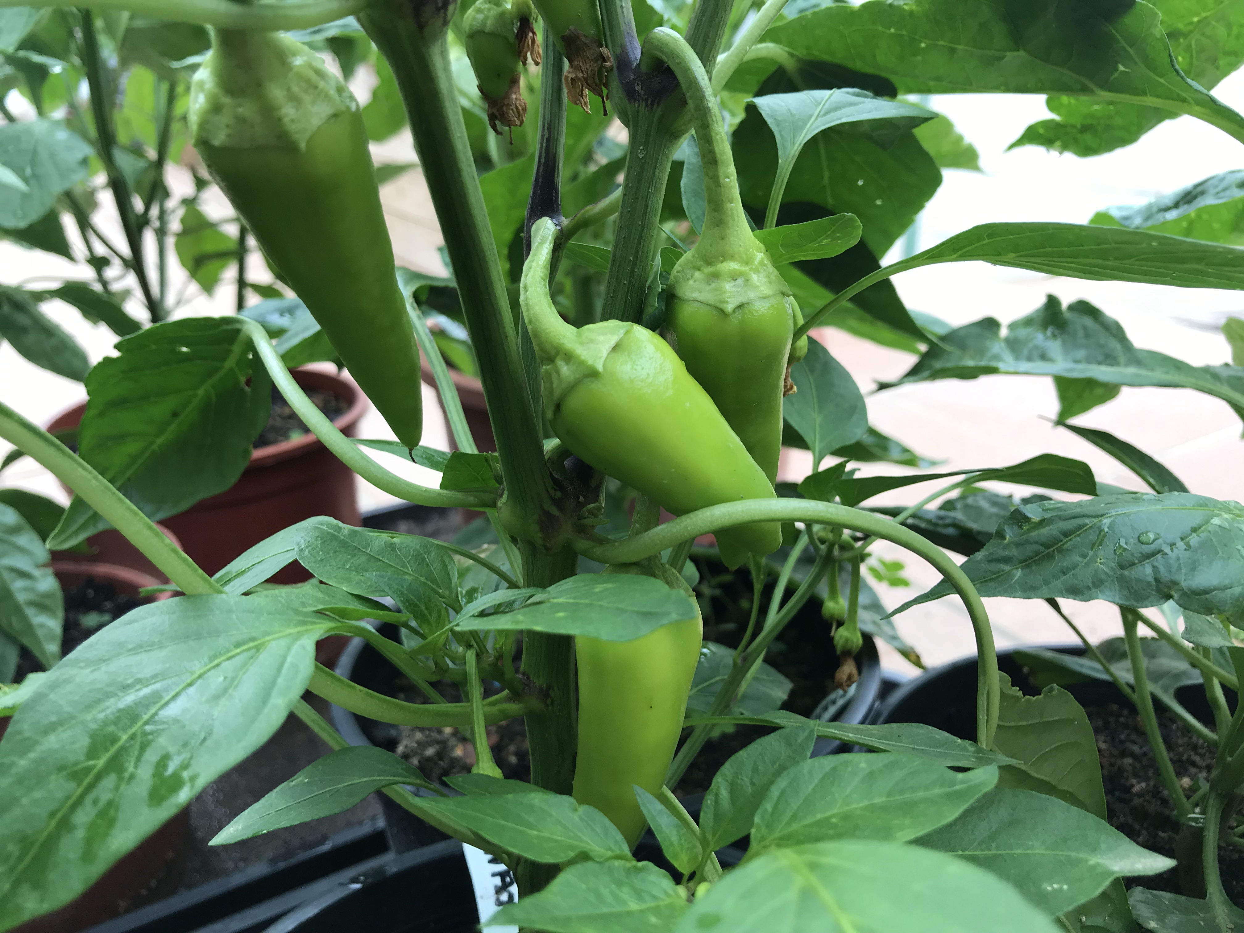 Primera cosecha de chiles 🌱 - Cultivar mi Huerto